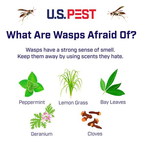 Us Pest Here Are A Couple Of Creative Ways Using Home Facebook