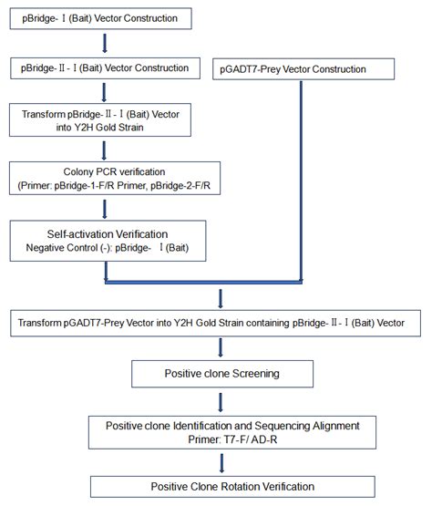 Yeast Three Hybrid Nuclear System Vector Kit Pronet Biotech Full Chain Of Yeast Hybrid