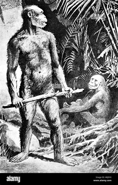 Prehistoric Java Man Homo Erectus Stock Photo Alamy