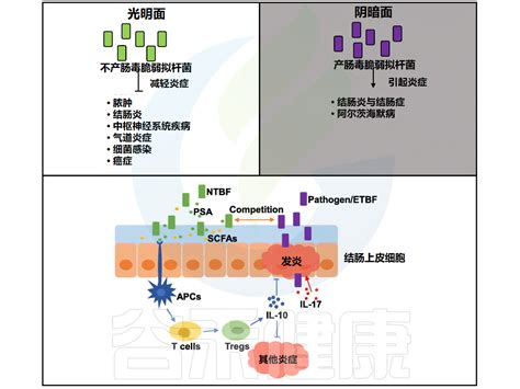 Bacteroides Fragilis 谷禾健康