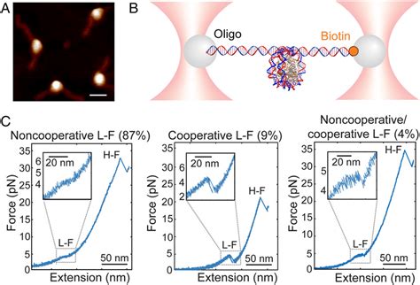 Nucleosome Unwrapping Trajectory Under Tension A Afm Of Purified X