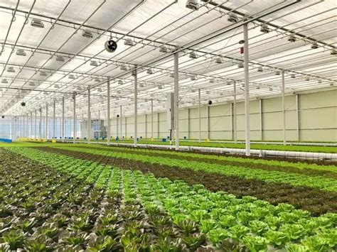 蔬菜缺少中微量元素具体症状有哪些 无土栽培技术 寿光市九合农业发展有限公司