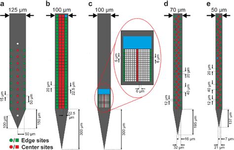 Schematic Illustration Of The Five Probe Types Examined In This Study