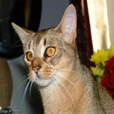 Cat Detection Object Detection Dataset And Pre Trained Model By