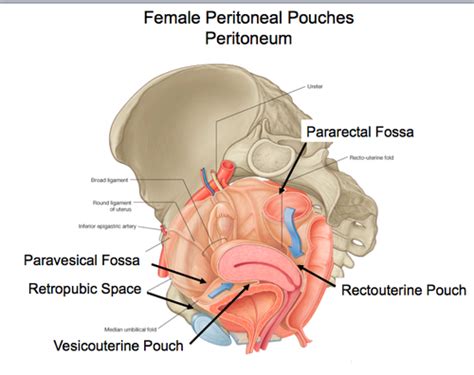 Female Reproductive Tract Exam 4 Final Flashcards Quizlet