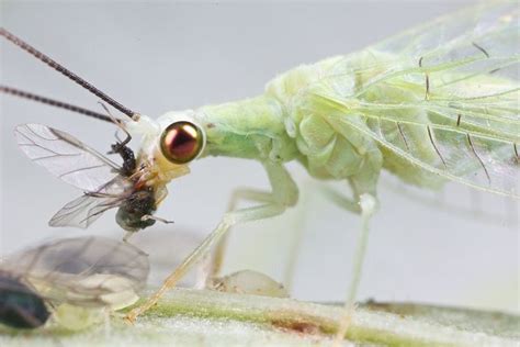 Neuroptera Lacewings Antlions Owlflies Artofit
