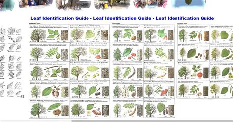 Tree Bark Identification Chart At James Winkel Blog