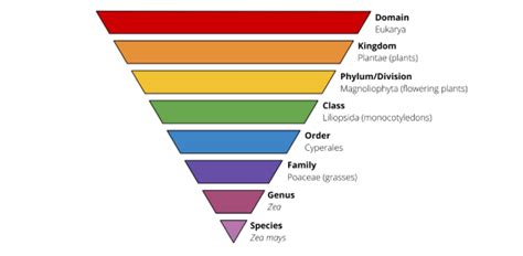 Taxonomy And Classification Test Trivia Quiz Quiz Flashcards And Trivia