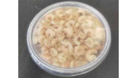 Krabben In Gelee Fisch Kiste Pinneberg