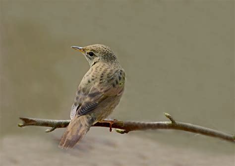 Grasshopper Warbler Britain S Wildlife