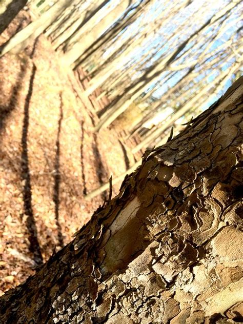 20160229 Nature 26 Diane Ong Photography Landscapes And Nature