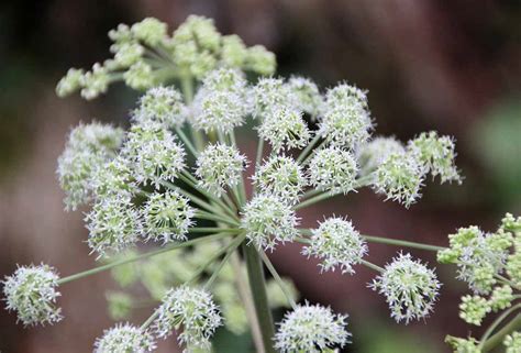 What Is Angelica Sinensis Good For At Gladys Roy Blog