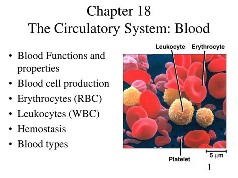 Platelets Circulatory System