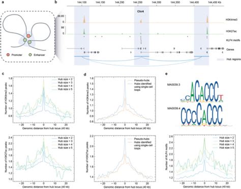 A Lightweight Framework For Chromatin Loop Detection At The Single‐cell Level Pmc