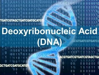 20 Off Bundle DNA RNA Transcription Translation PowerPoint Presentations