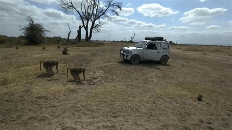GitHub Kalyan BaboonTracking