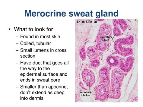 Merocrine Sweat Glands
