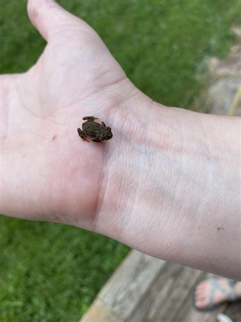 Tiny Be Toad Rtinyanimalsonfingers