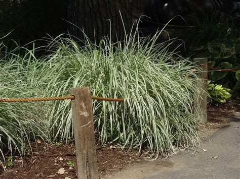 Japanese Silver Grass Variegated Maiden Grass Miscanthus