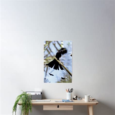 Ribbon Tailed Or Paradise Drongo Dicrurus Megarhynchus Poster By