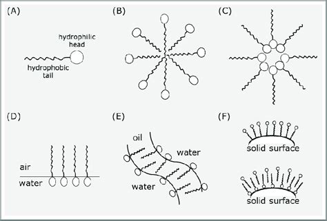 Different Surfactant States A Surfactant Monomer B Surfactant
