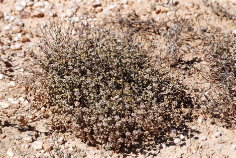 Photo Guide To Plants Of Southern Africa