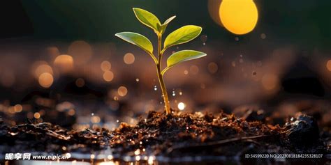 种子发芽摄影图花草生物世界摄影图库昵图网