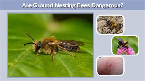 Ground Nesting Bees Identification With Pictures