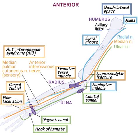 Neuroanatomy Glossary Upper Extremity Mononeuropathies And Plexopathies Ditki Medical