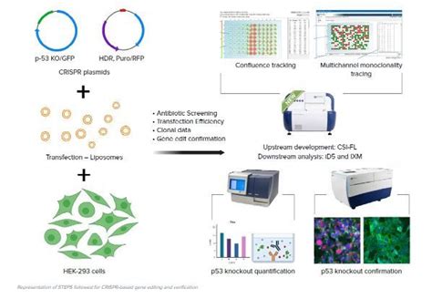 Accelerating Gene Edited Cell Lines With The Cloneselect Imager Fl