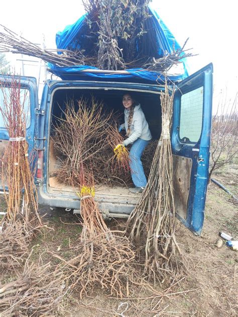 Rebeka ხეხილის ნერგები ორ წლიანი ძირები ნებისმიერი 10₾ ⚫️სადრეო შავი გოგრა ბალი 🔴ხარისგულა