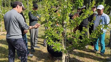3년차에 체리나무에 꽃눈이 많이 왔어요다축 주간형 체리나무영주시 체리 연구회 Youtube
