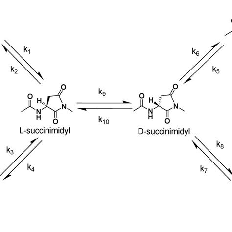 Pathways For Spontaneous Isomerization And Racemization Of Asp Residues