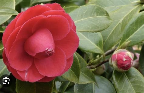 კამელია ასეთ დიდ ხატიას სანერგე ტყვიავში 593907143