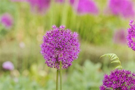 When Do You Plant Allium Bulbs Green Packs