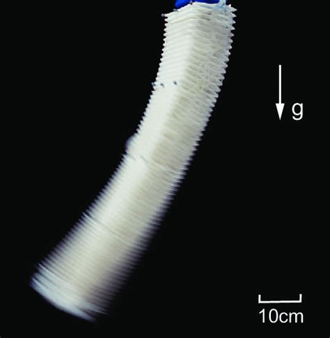 A Soft Robotic Arm Operating Dynamically In The 3d Space Download Scientific Diagram