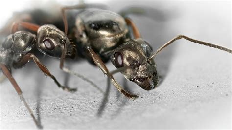 Ants Avoid Reproductive Competition With Close Relatives University