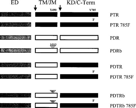 The Organization Of The Pdgfrddr1trka Chimeras The Extracellular