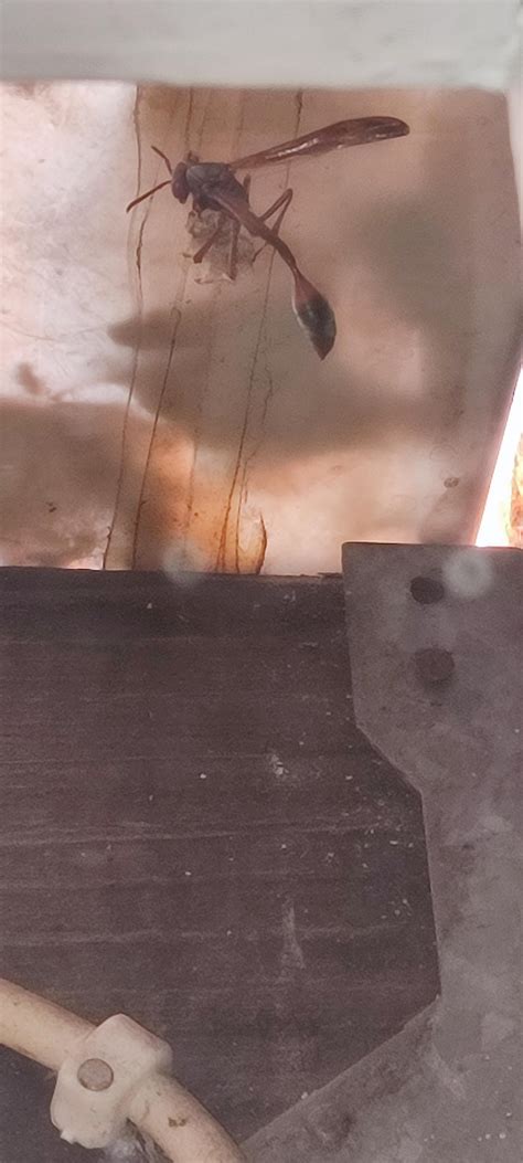 Please Help Identifying Insect Building A Nest Outside R Southafrica