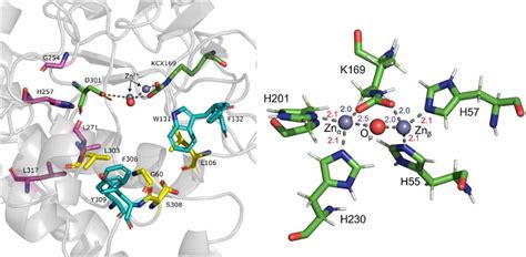 Pte 27 Enzyme Pdb Code 6gbk With Its Three Substrate Binding Pockets Download Scientific