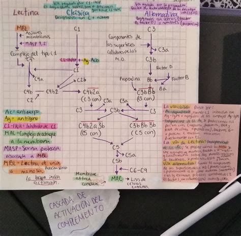 Complement Pathways Types Functions Regulation Artofit