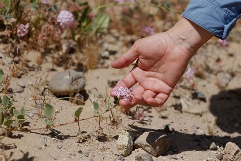 Indy Environment Wildfires Cheatgrass Have Nevada Feeling The Need For Seed The Nevada