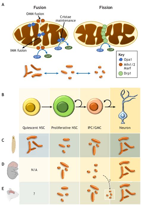 Mitochondrial Morphology During Neurogenesis A Regulation Of Download Scientific Diagram
