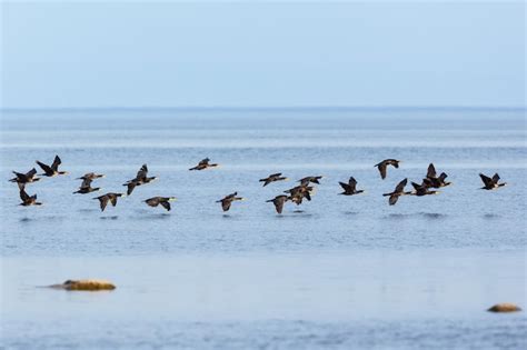 Premium Photo Bird Migration With Great Cormorant At The Sea