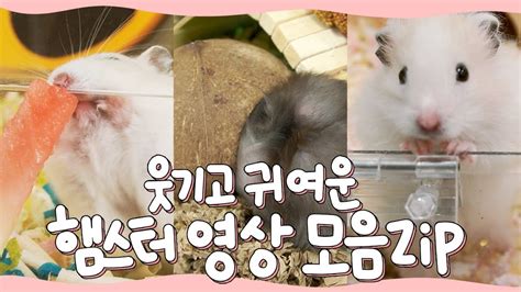 웃기고 귀여운 햄스터 꿀귀 영상 모음집 Youtube