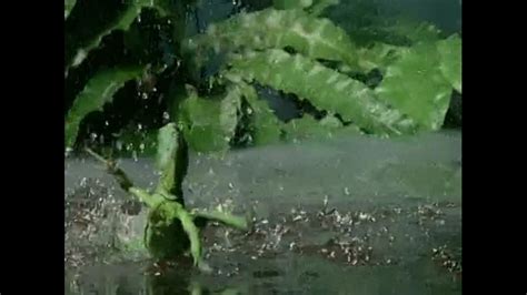 4 фильма для изучения окружающего мира Чтобы уроки окружающего мира стали ещё более понятными и