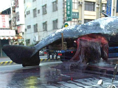 Exploding Sperm Whale
