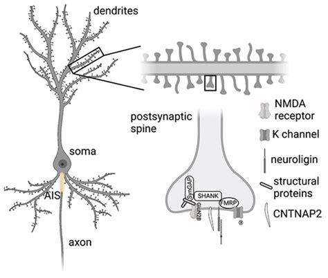 Current Best Practices For Analysis Of Dendritic Spine Morphology And
