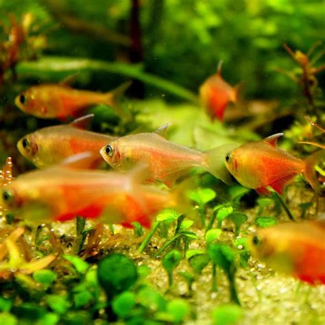 Gold Flame Tetra