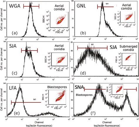 Representative Flow Cytometry Distributions Of Lectin Binding By B Download Scientific Diagram